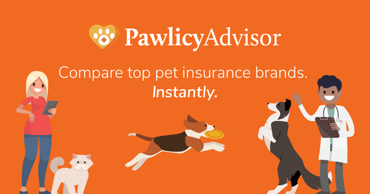 Top Pug Pet Insurance Plans | Pawlicy Advisor